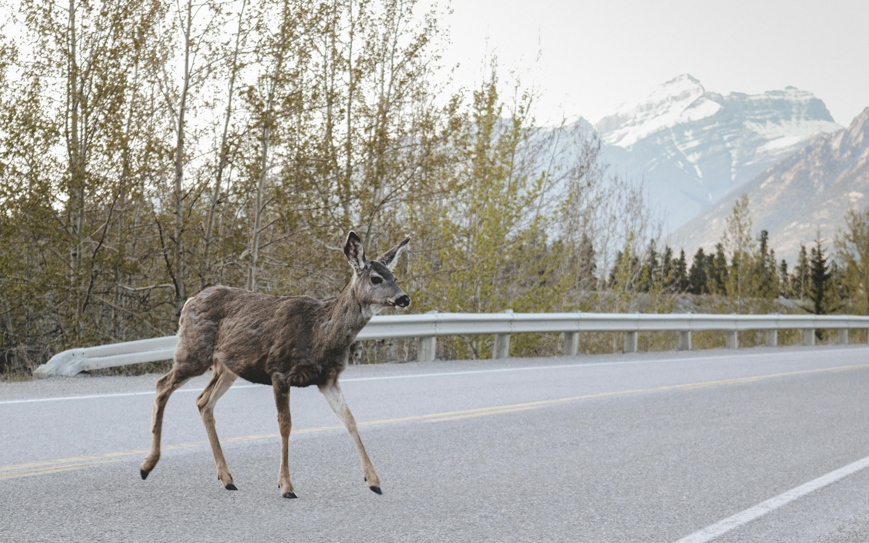 Guide to Commercial Vehicle Animal Collision & Strike Prevention